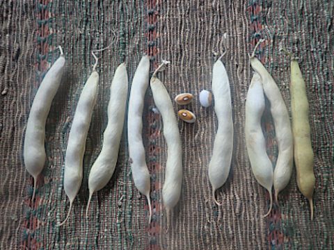 Yellow Eye: Attractive but Diverse | Heritage Potatoes - Canada